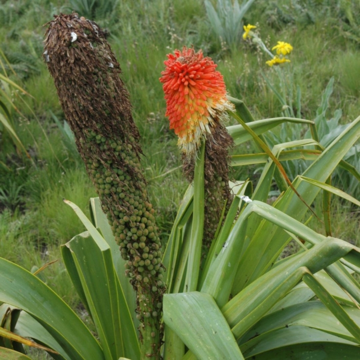Kniphofia northiae seeds - Buy online