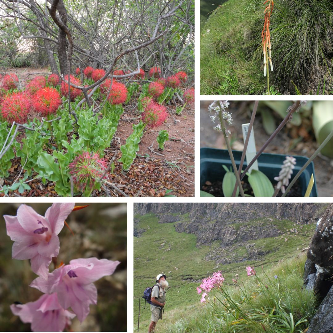 Growing Hints 3: Bulbous Plants - Silverhill Seeds