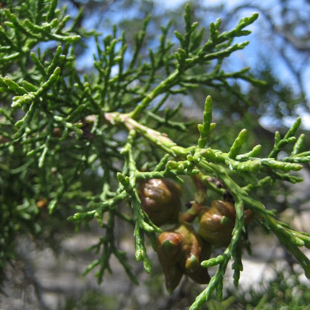 Growing Hints 2: Widdringtonia cedarbergensis - Silverhill Seeds