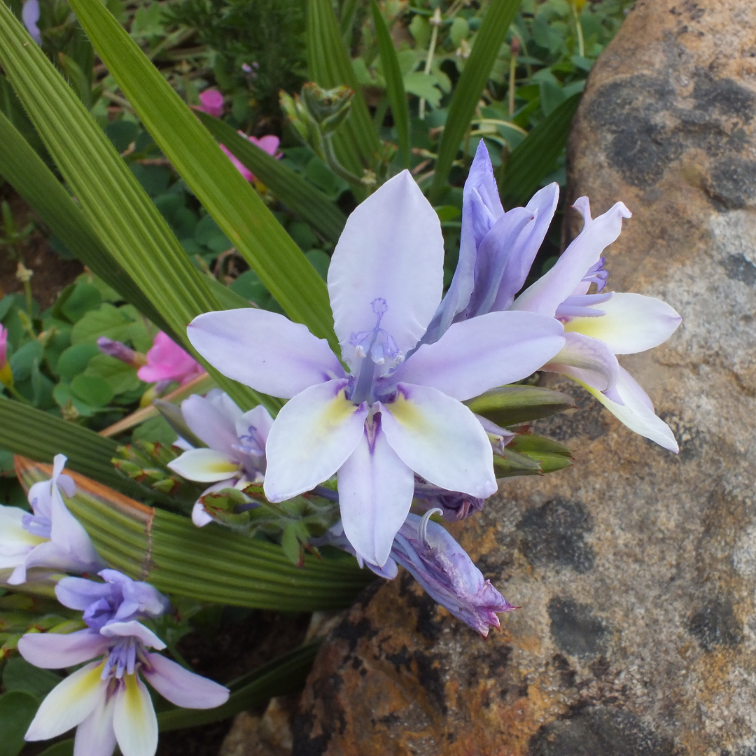 Babiana fragrans seeds - Buy online