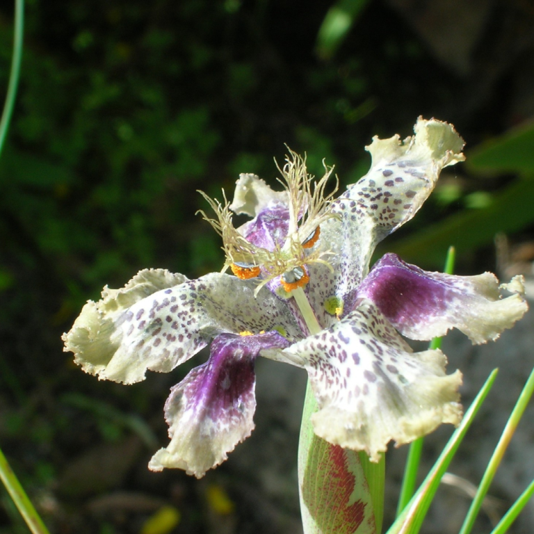 Ferraria densepunctulata seeds - Buy online