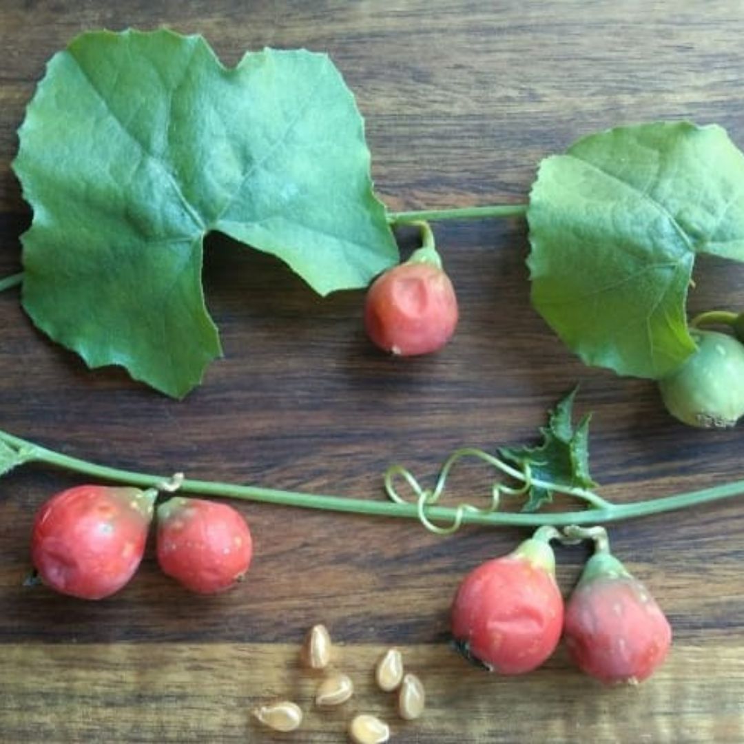 Coccinia rehmannii seeds - Buy online