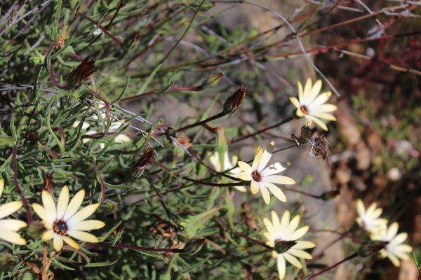 Dimorphotheca acutifolia seeds - Buy online