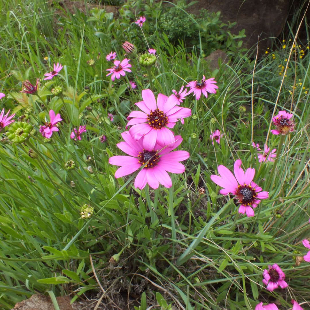 Dimorphotheca jucunda seeds - Buy online