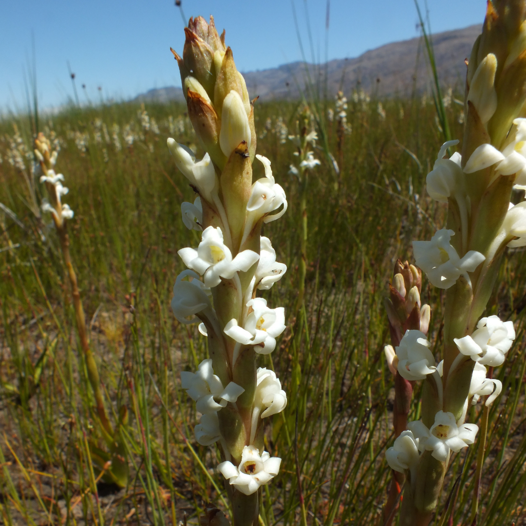 Satyrium stenopetalum seeds - Buy online