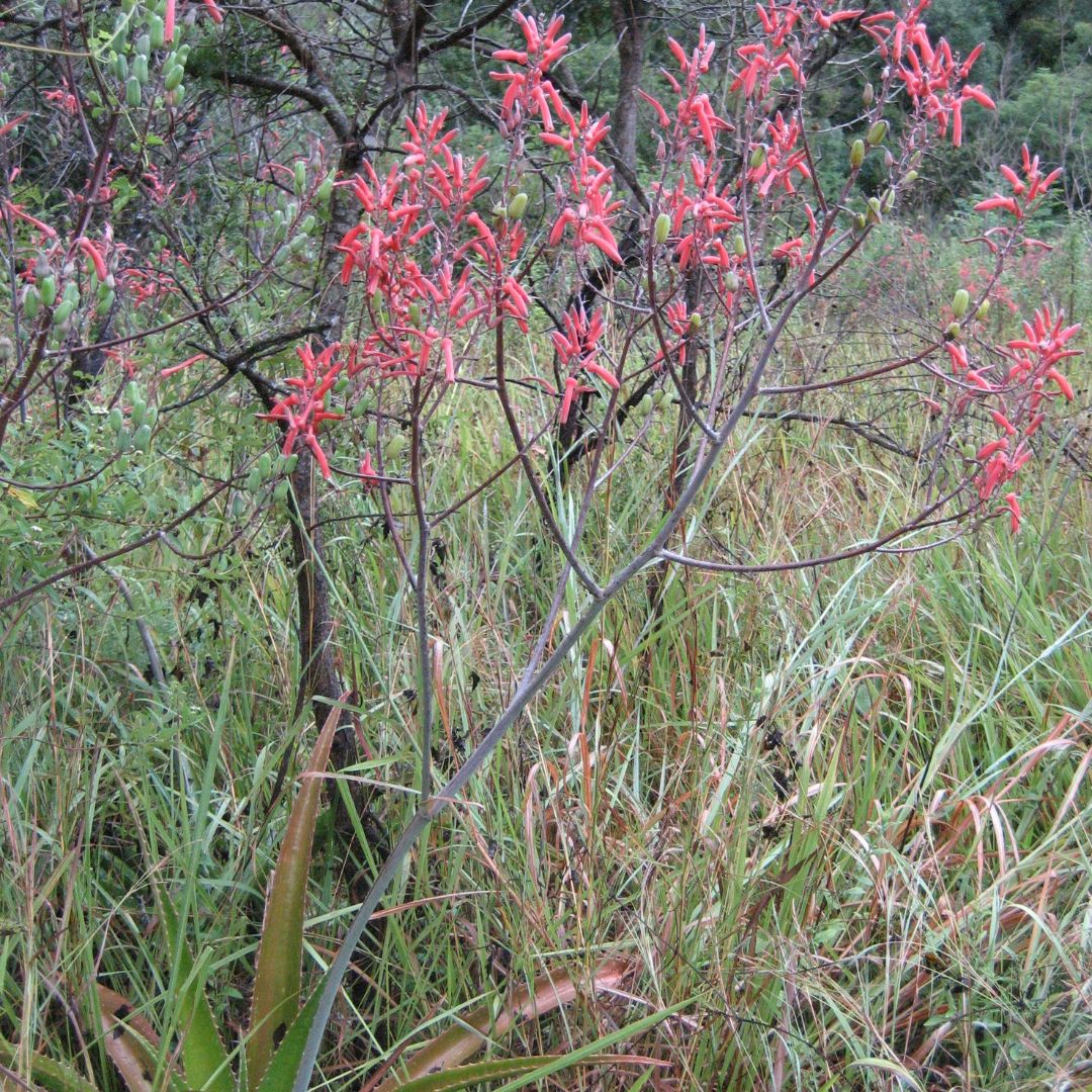 Aloe dyeri seeds - Buy online