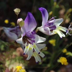 Sparaxis variegata seeds - Buy online