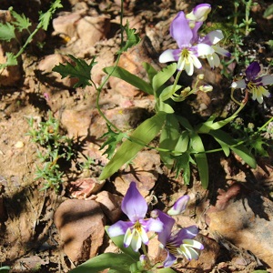 Sparaxis variegata seeds - Buy online