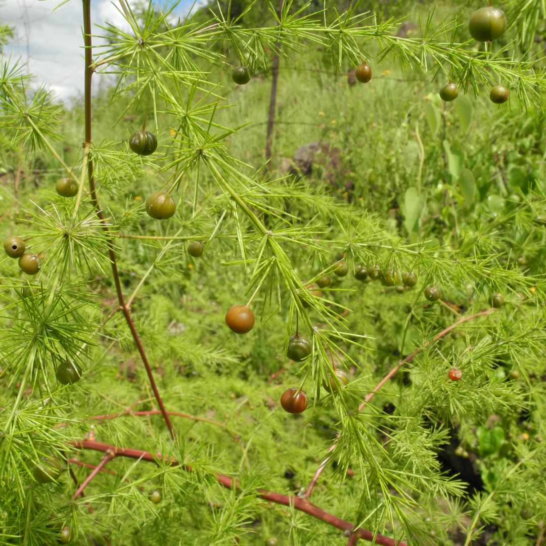 Asparagus laricinus seeds - Buy online