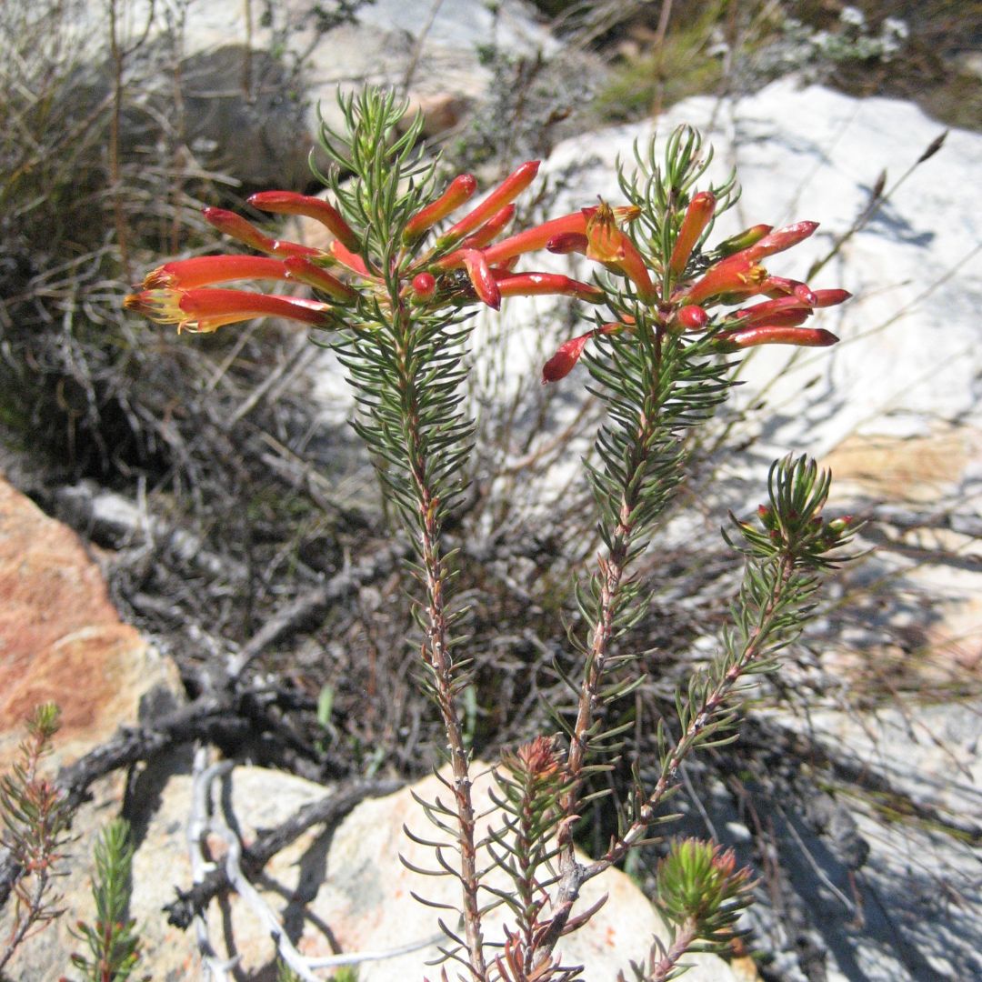 Erica grandiflora subsp. grandiflora seeds - Buy online