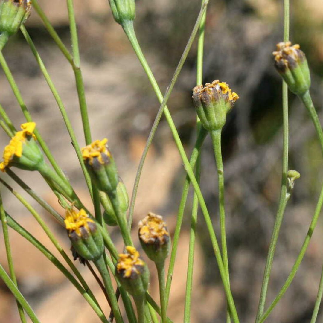 Othonna multicaulis seeds - Buy online