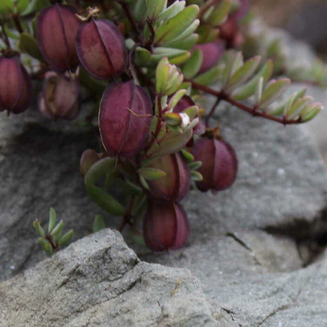 Roepera debilis seeds - Buy online