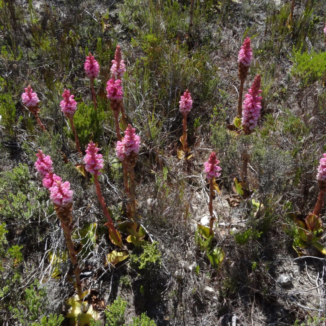 Satyrium carneum seeds - Buy online