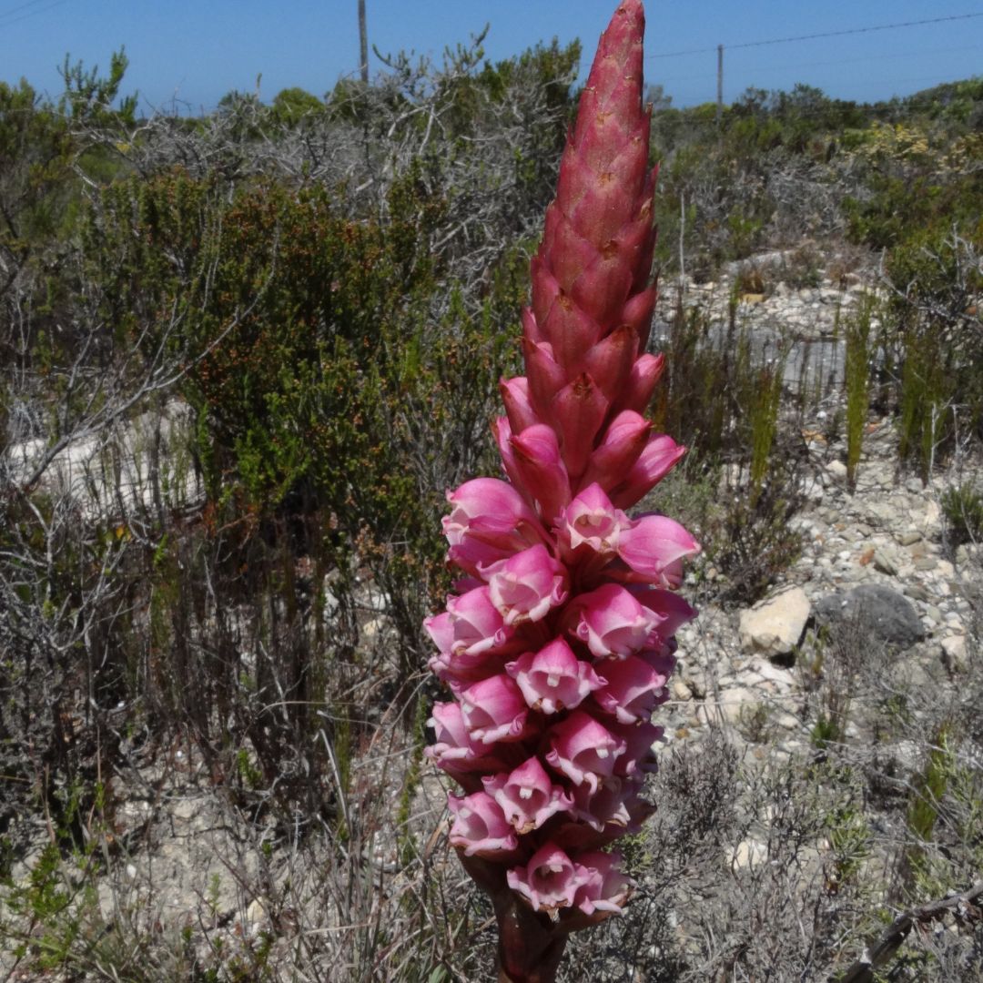 Satyrium carneum seeds - Buy online