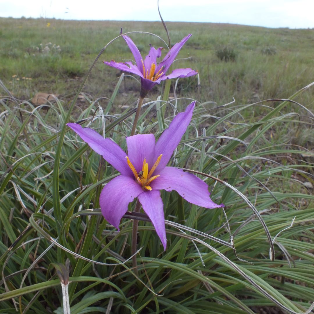 Xerophyta viscosa seeds - Buy online