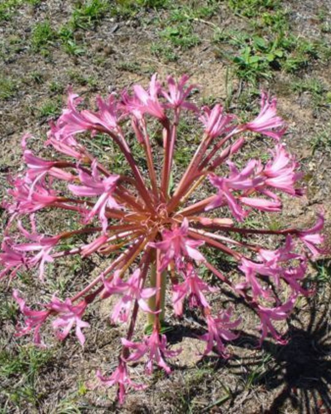 Brunsvigia gregaria seeds - Buy online