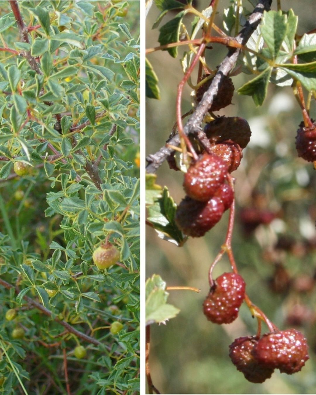 Searsia dissecta seeds - Buy online