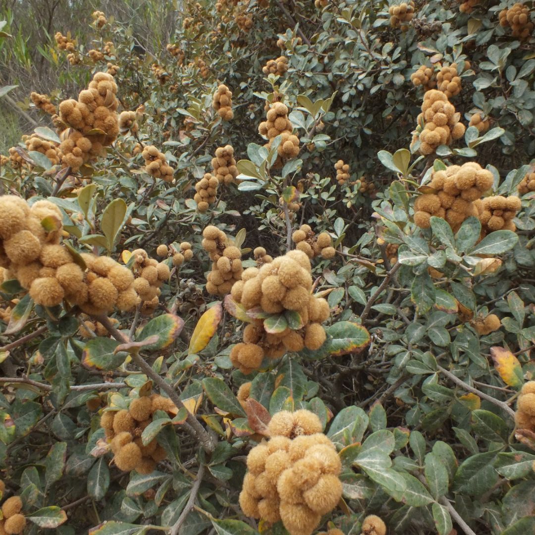 Searsia tomentosa seeds - Buy online