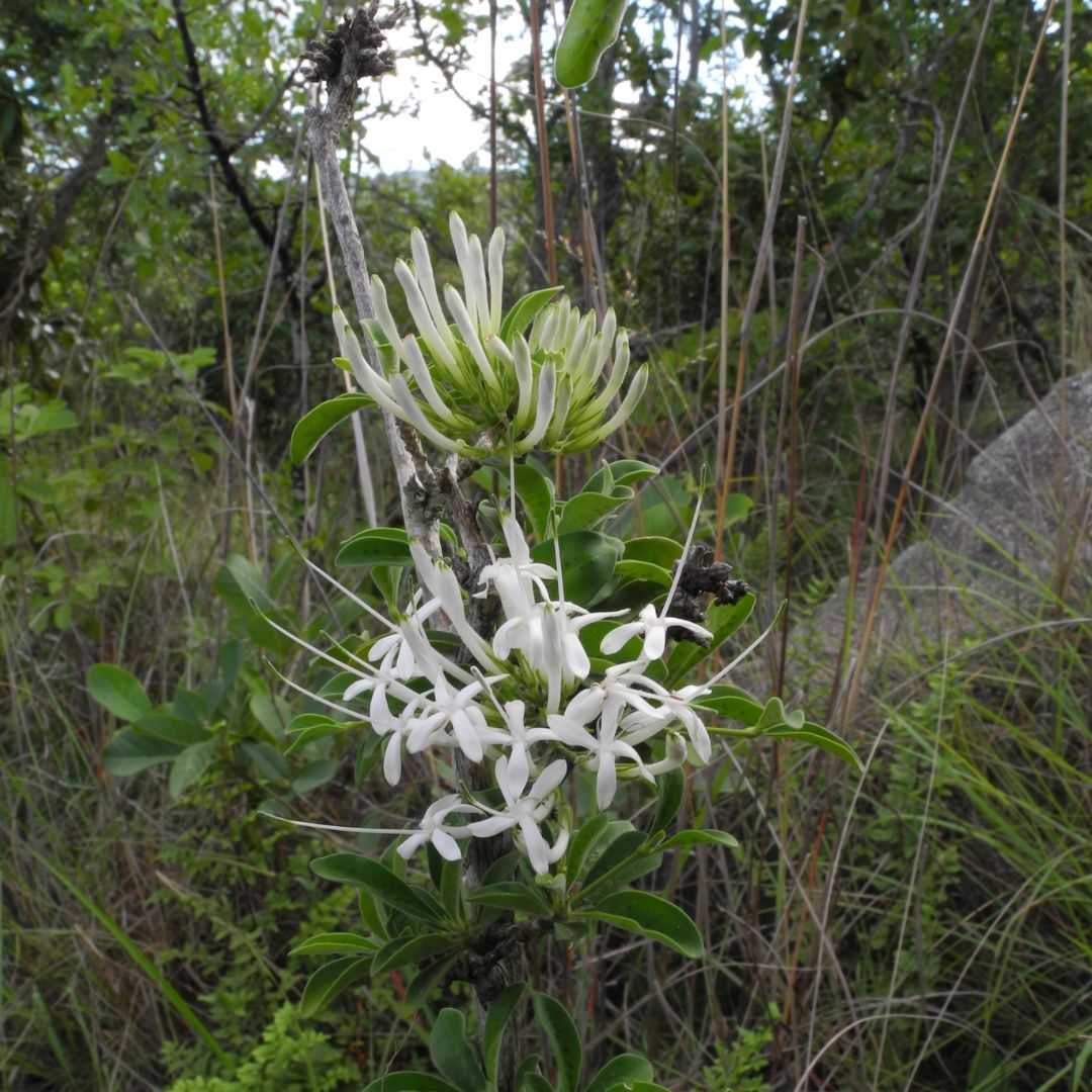 Pavetta gracilifolia seeds - Buy online